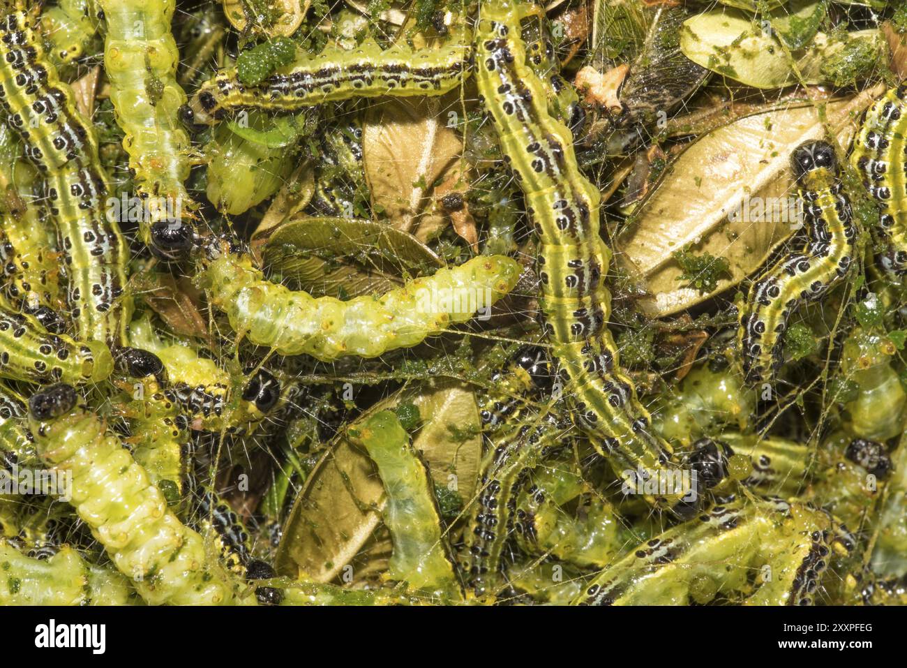 Box tree moth Stock Photo - Alamy