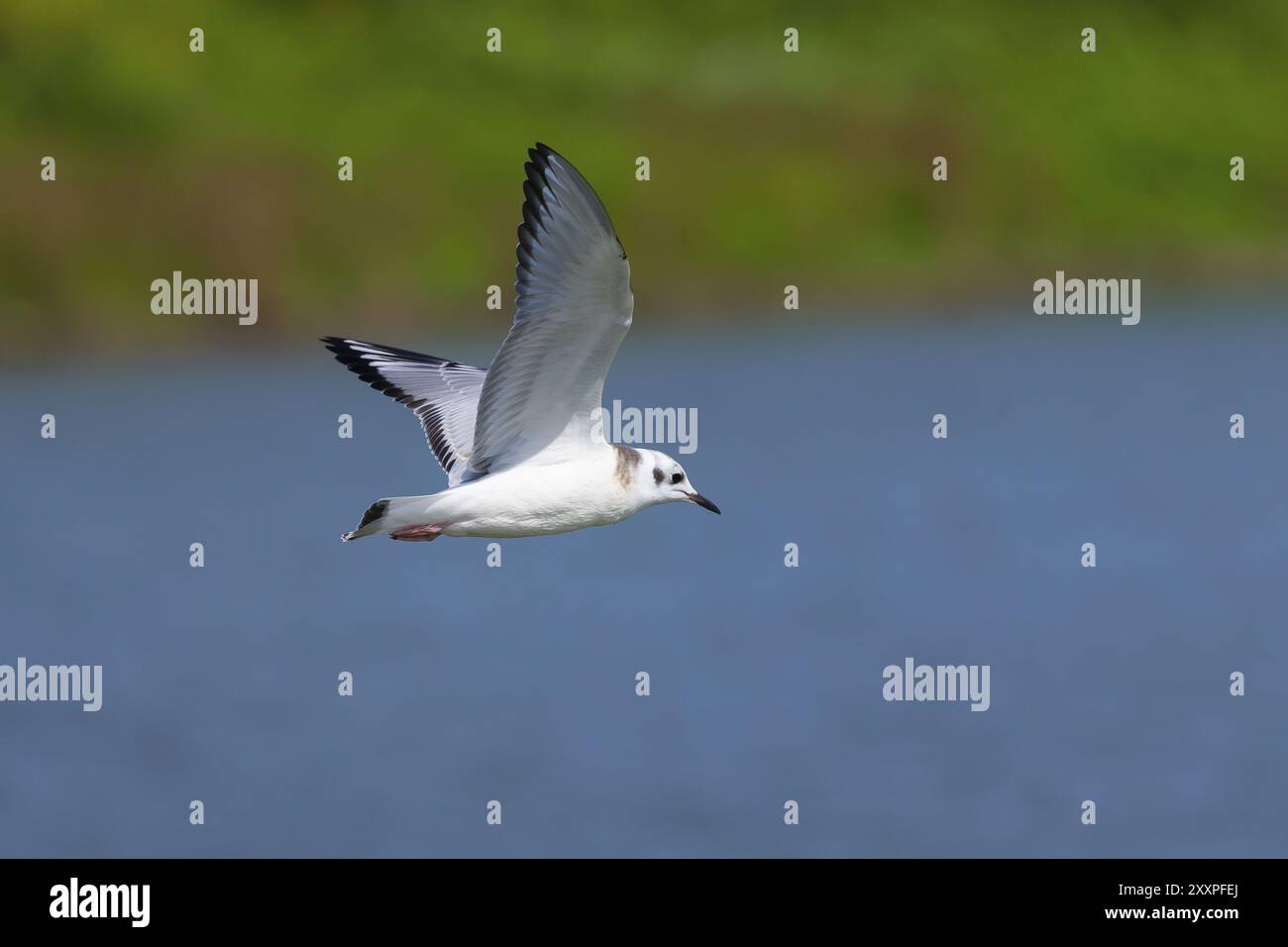 Nature scene from lake Michigan Stock Photo - Alamy