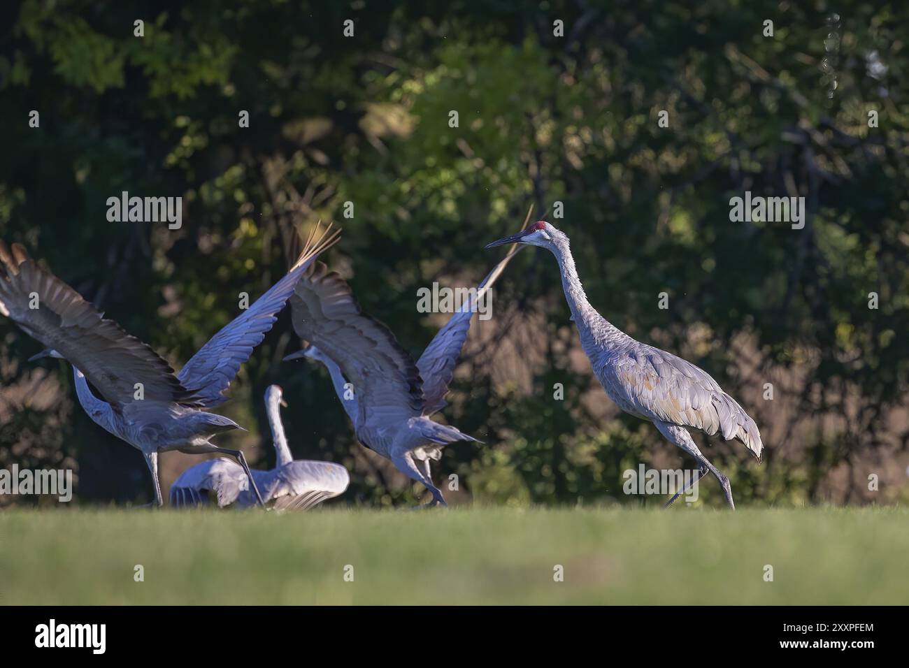 Native American bird a species of large crane of North America Stock ...
