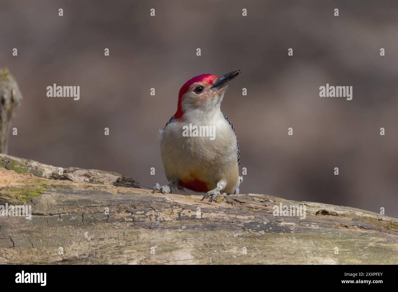 Natural scene from Wisconsin state park Stock Photo - Alamy