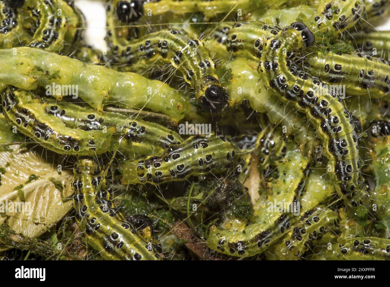 Box tree moth Stock Photo - Alamy