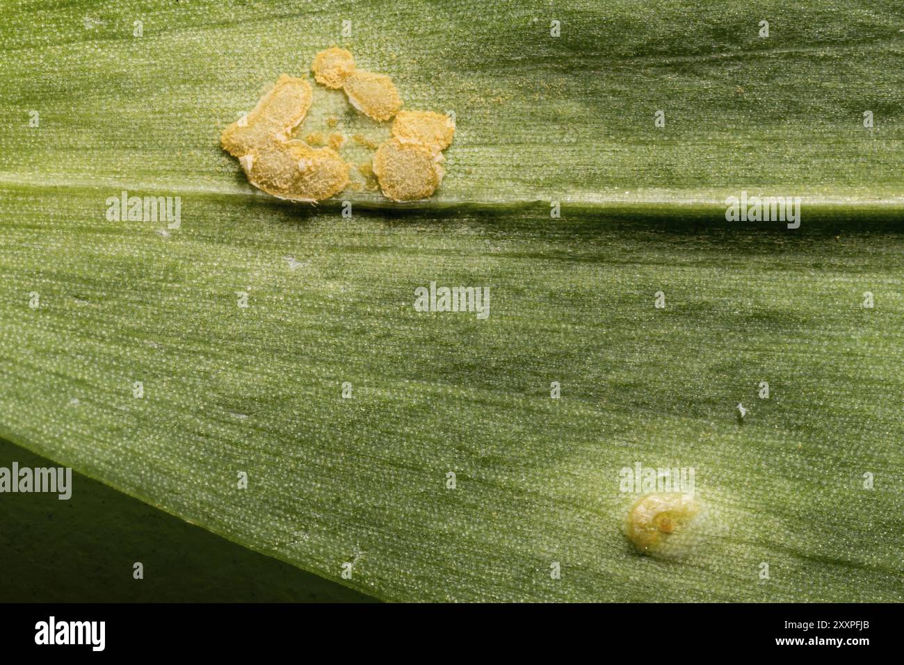 Wild garlic leaf with fungal infestation Stock Photo - Alamy