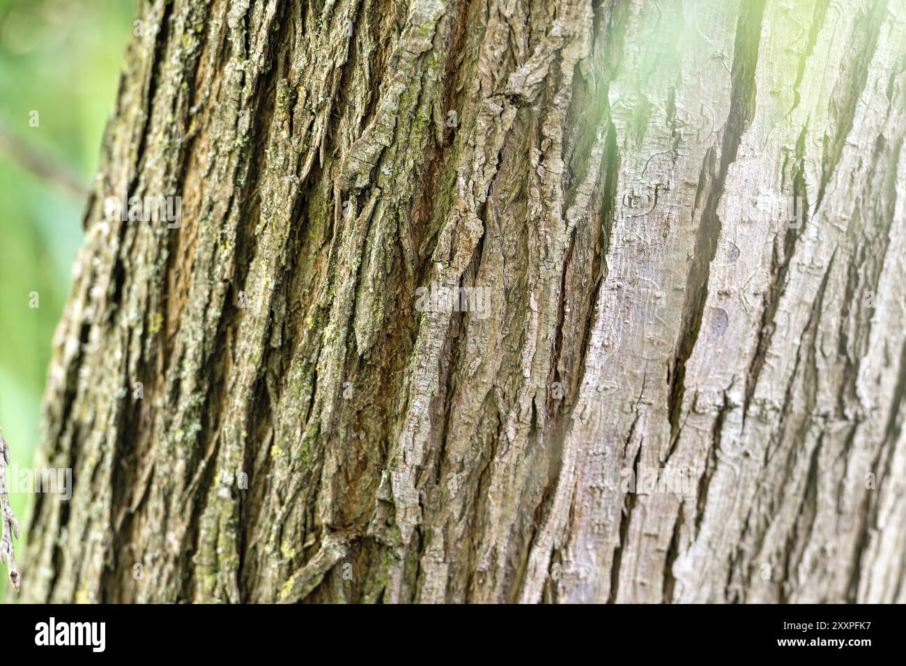 Close up willow tree hi-res stock photography and images - Alamy