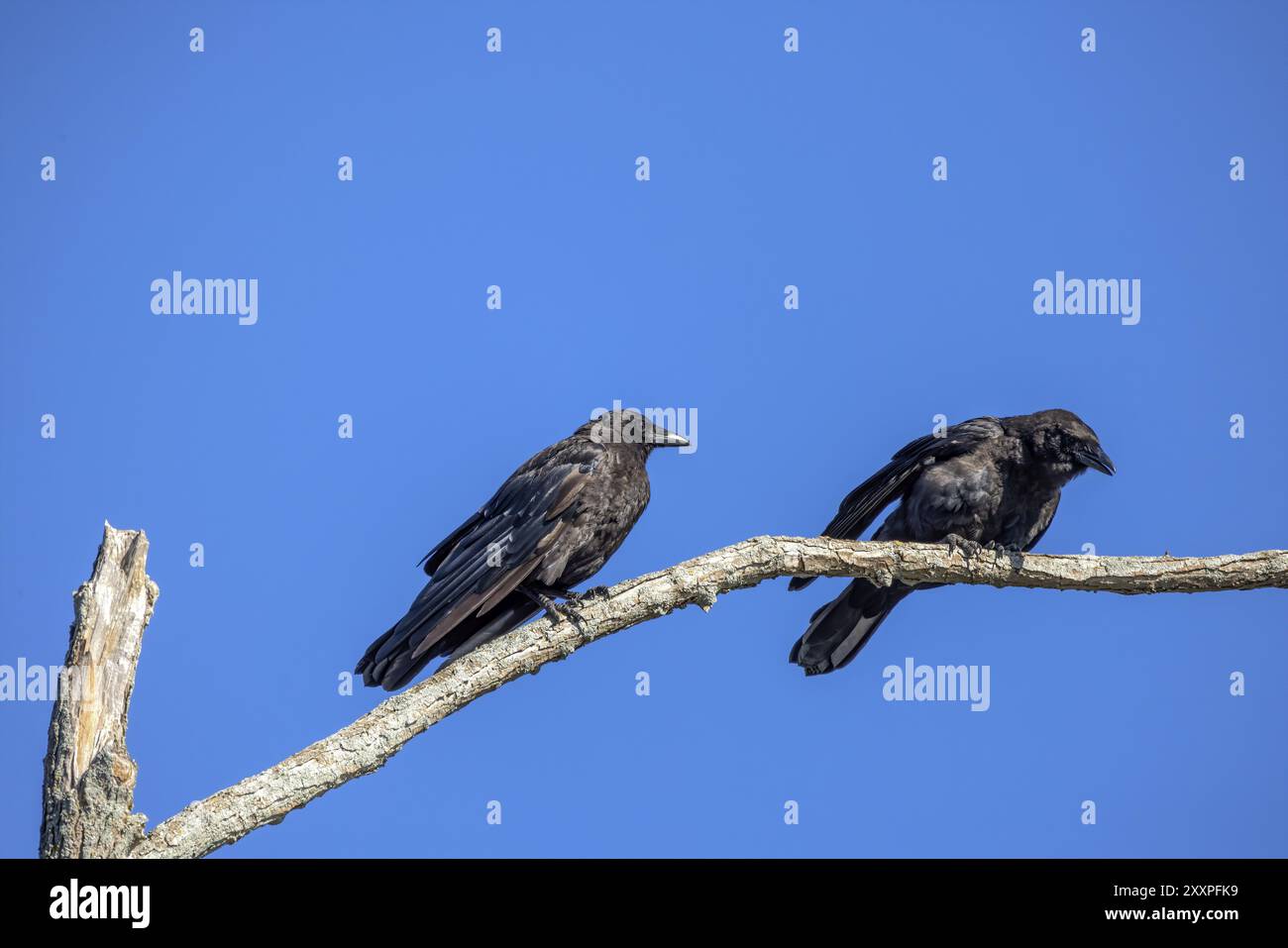 The American crow (Corvus brachyrhynchos) sitting on top of a tree ...