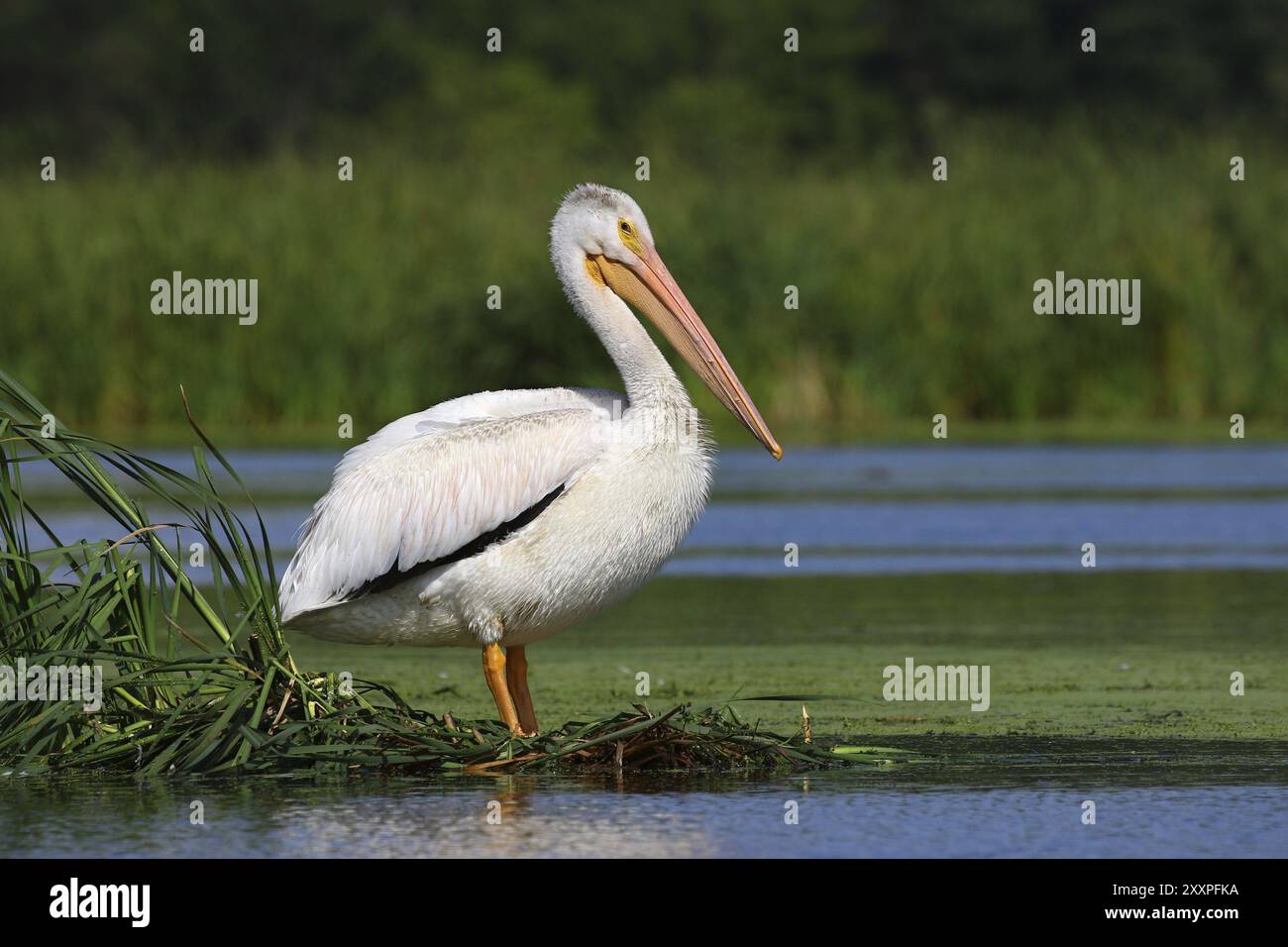 Nature scene from Wisconsin Stock Photo - Alamy