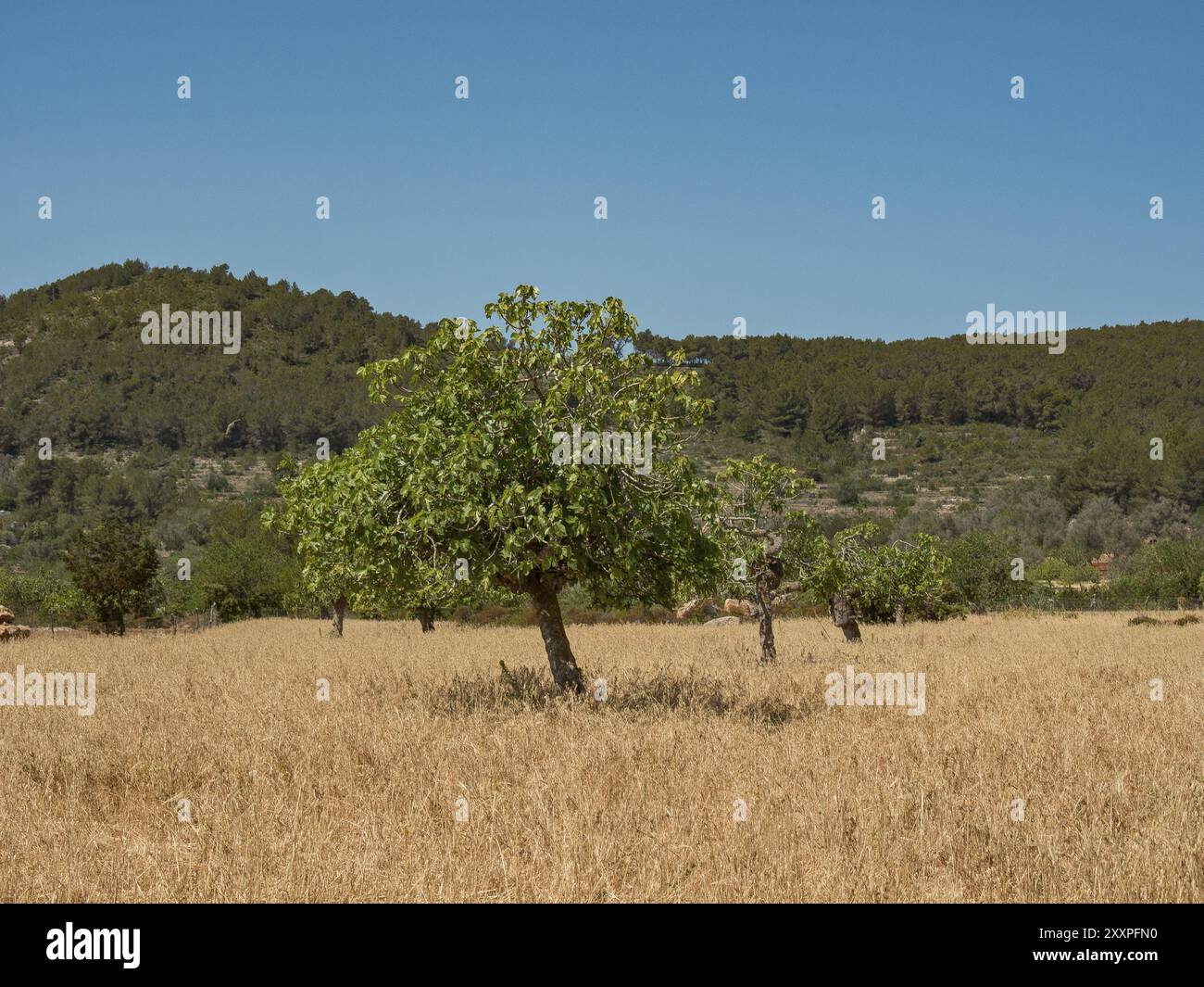 A single tree stands in the middle of a golden field with forest in the ...