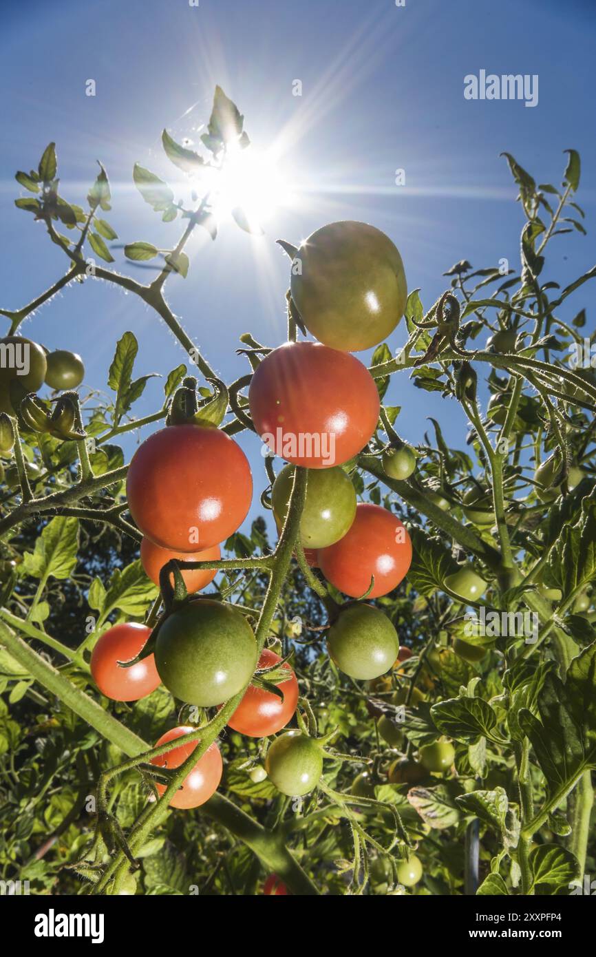 Tomatoes in the sunshine Stock Photo - Alamy
