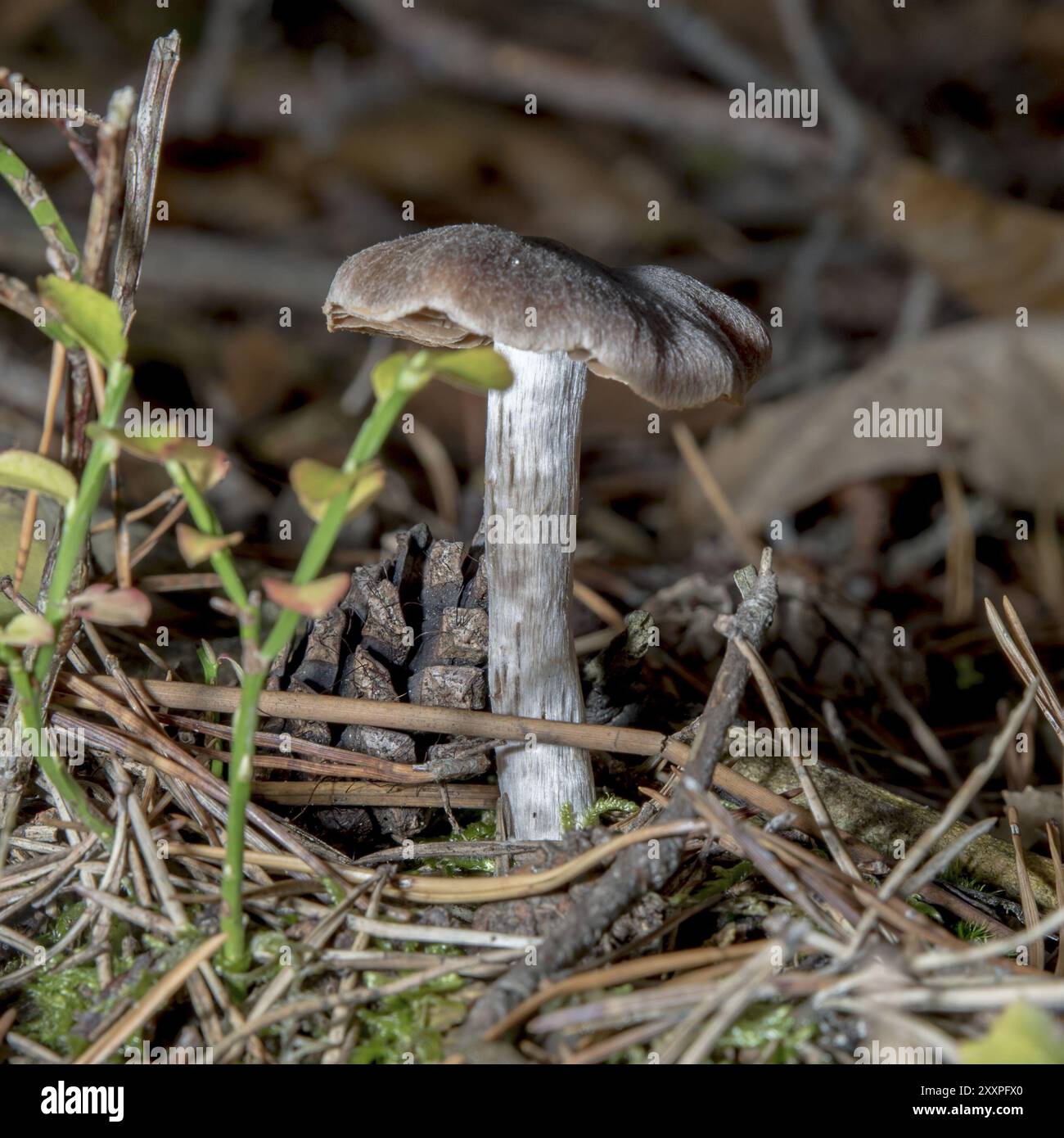 Toadstool girdle foot Telamonia Stock Photo - Alamy