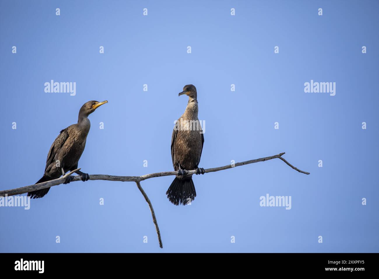 Natural scene from lake Michigan in Wisconsin Stock Photo - Alamy