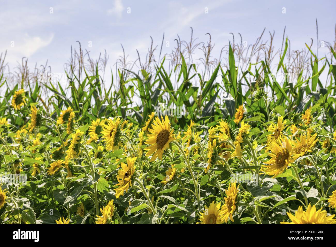 Sunflowers (Helianthus annuus) as a flowering strip on a maize field ...