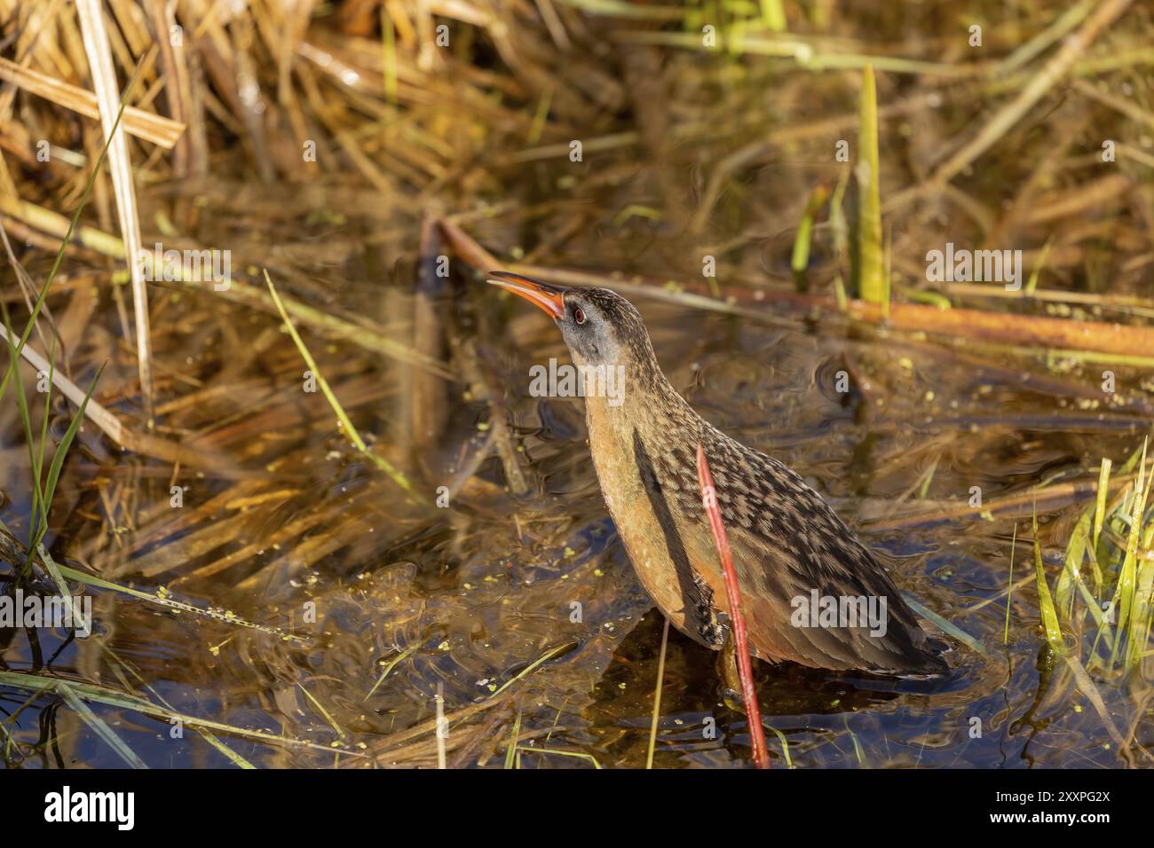 Natural scene from conservation area in Wisconsin Stock Photo - Alamy