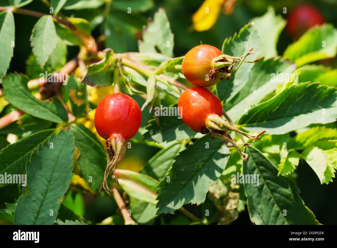Ripening rose hip hi-res stock photography and images - Alamy