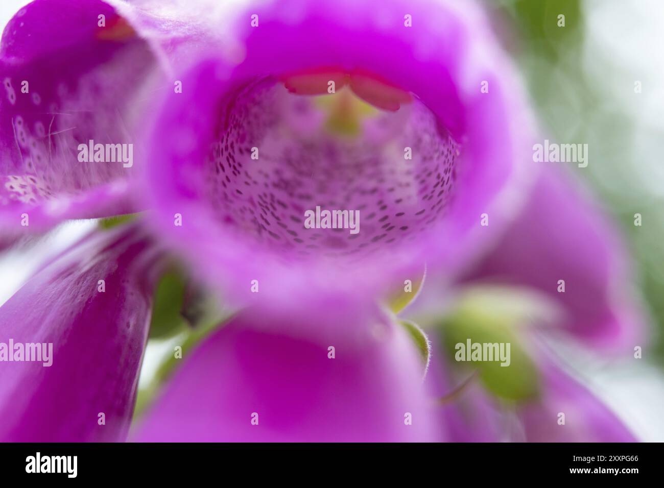 Digitalis purpurea detail hi-res stock photography and images - Alamy