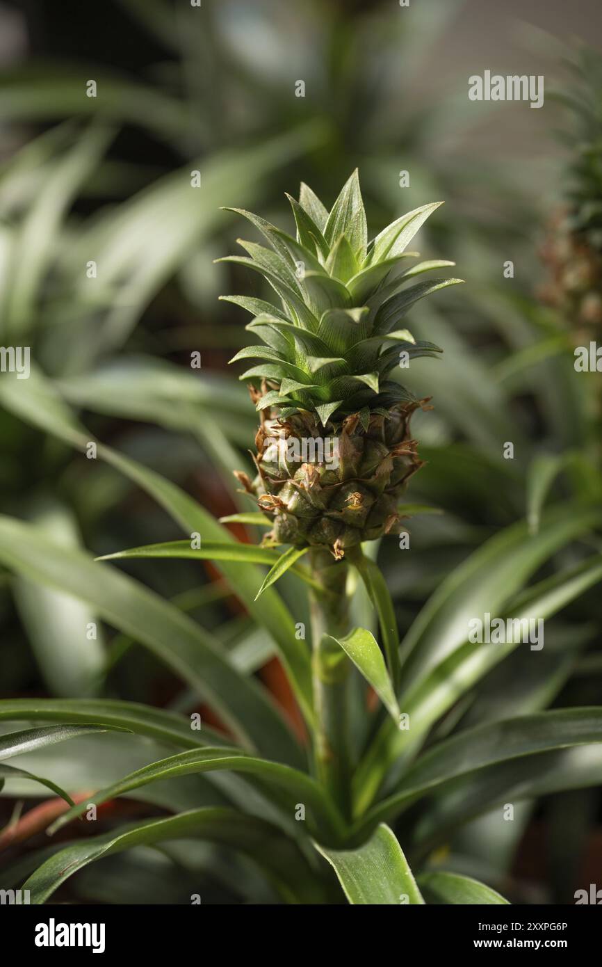 Pineapple fruit ananas sativus hi-res stock photography and images - Alamy