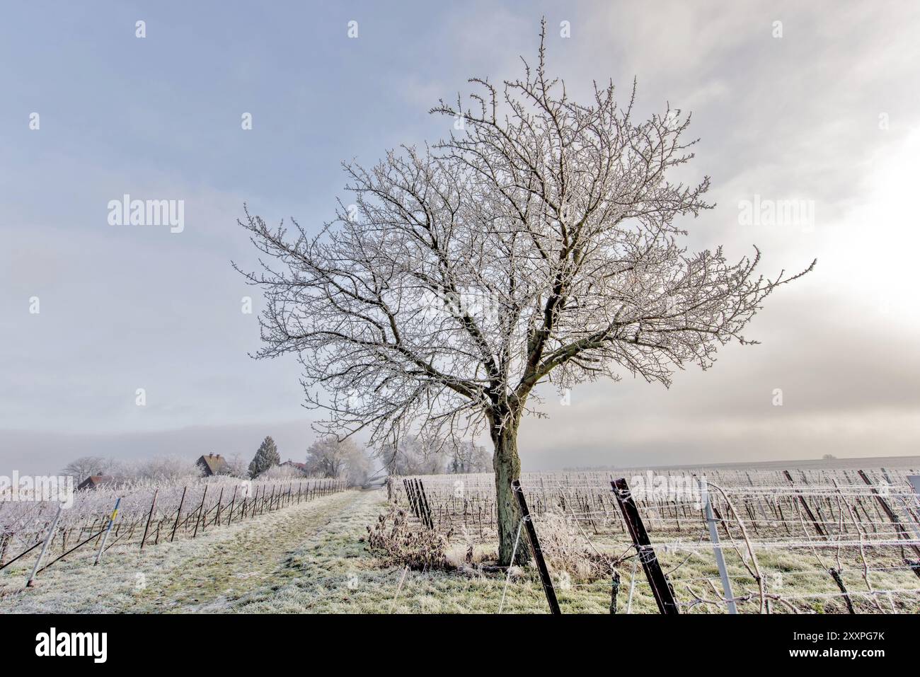 Vines and nut tree in frost Stock Photo - Alamy