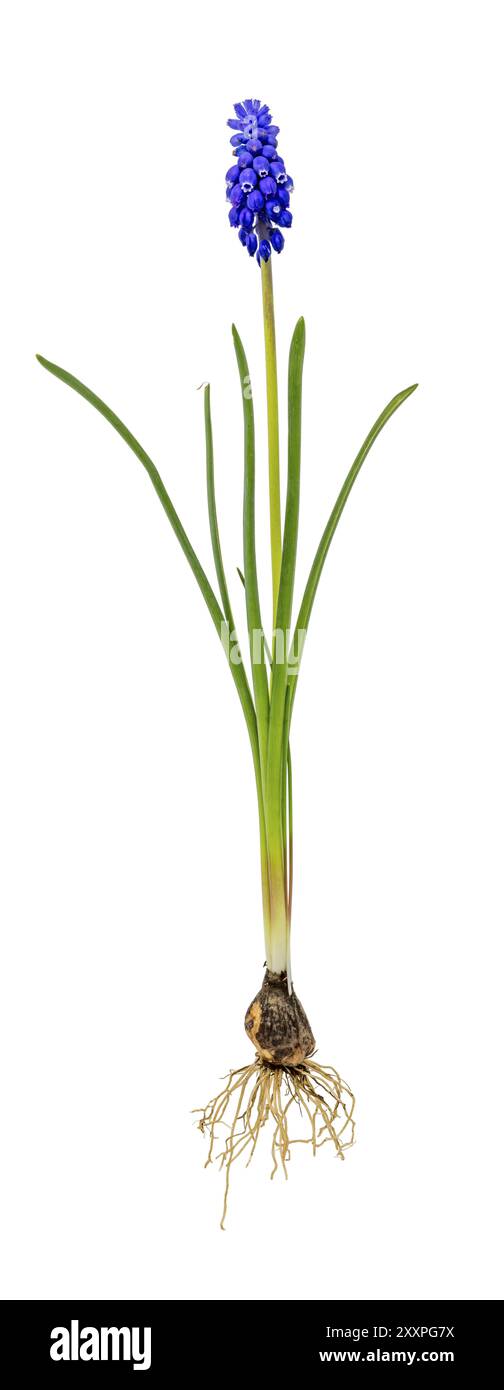 Blue grape hyacinth with bulb, leaves and flower cropped on white Stock ...