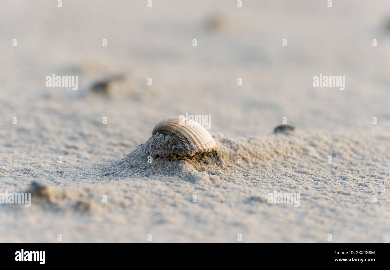 Shell on the beach Stock Photo - Alamy