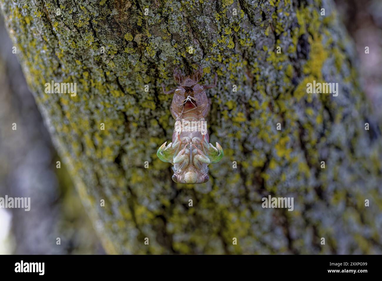 The dog-day cicada (Neotibicen canicularis) . The final stage of the ...
