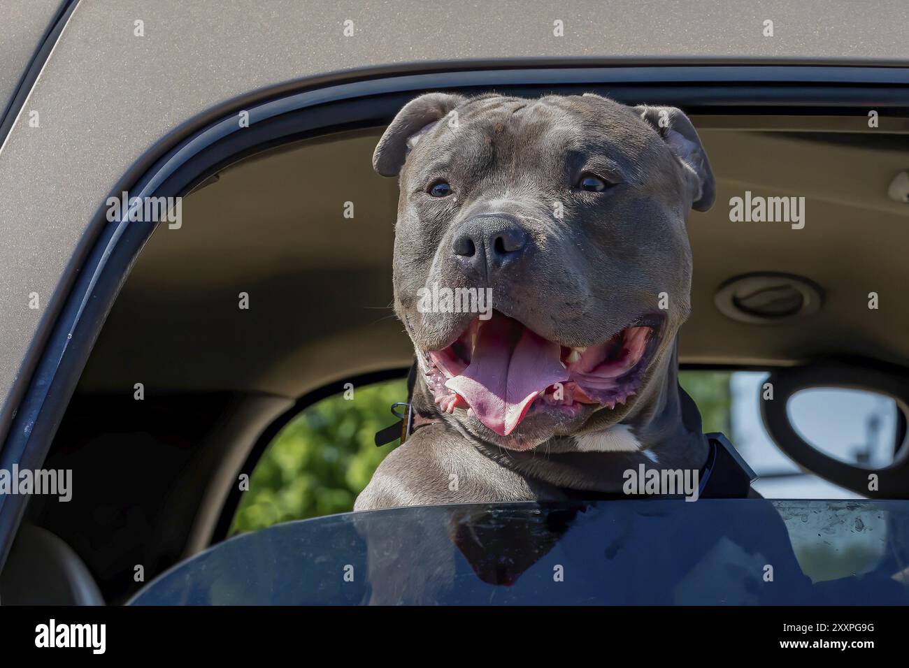 American bully breed dog hi-res stock photography and images - Alamy