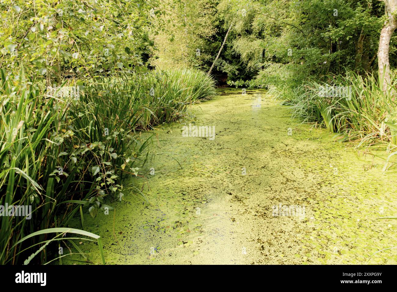 Duckweed in small river hi-res stock photography and images - Alamy