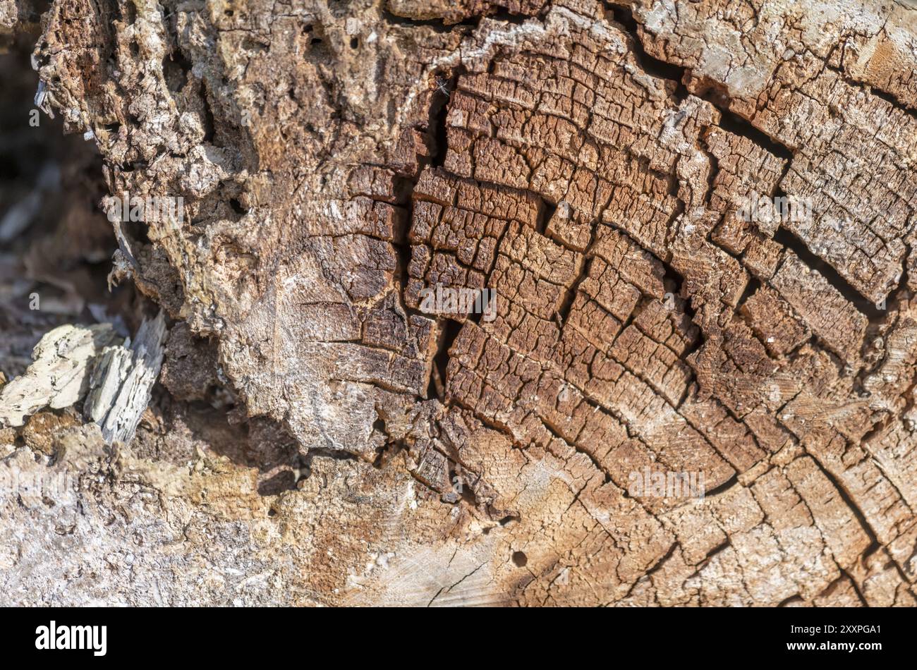 Old and rotten cut of a felled tree as background Stock Photo - Alamy