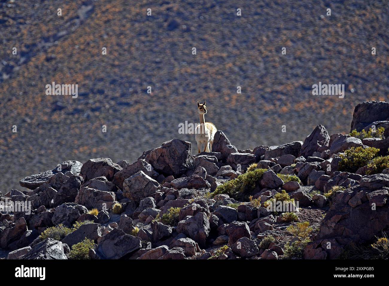 fauna at the Atacama desert Stock Photo - Alamy