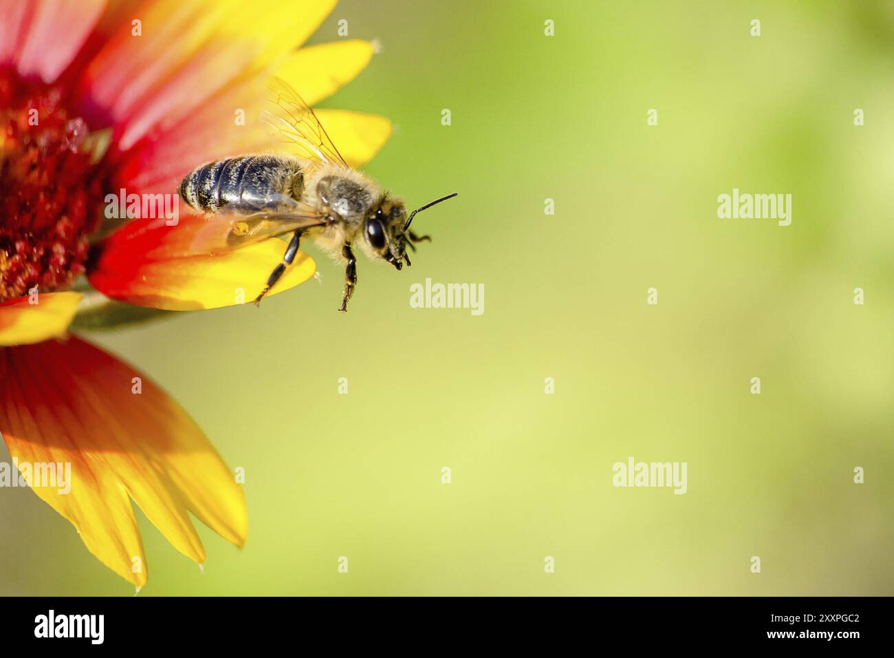 Honey bee flying towards a flower in spring, in front of a blurred ...