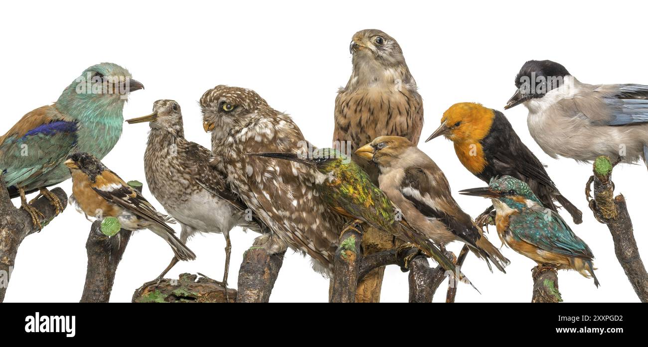 Many stuffed birds sit in a row on wooden branches on a white ...