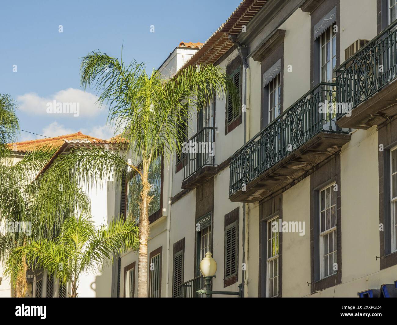 Building with balconies and palm trees in a sunny street scene, Funchal ...