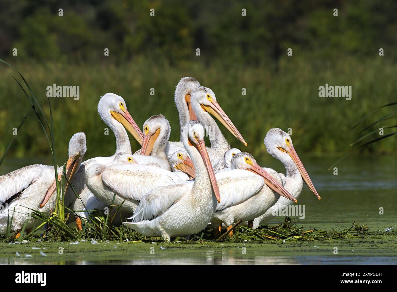 Nature scene from Wisconsin Stock Photo - Alamy