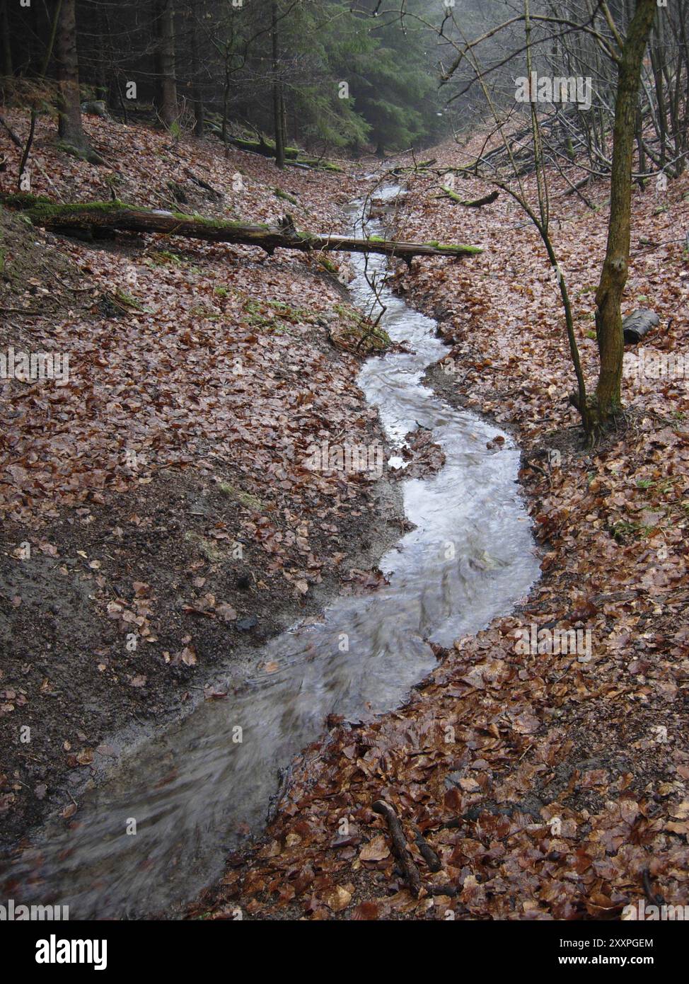 Forest stream open shot hi-res stock photography and images - Alamy