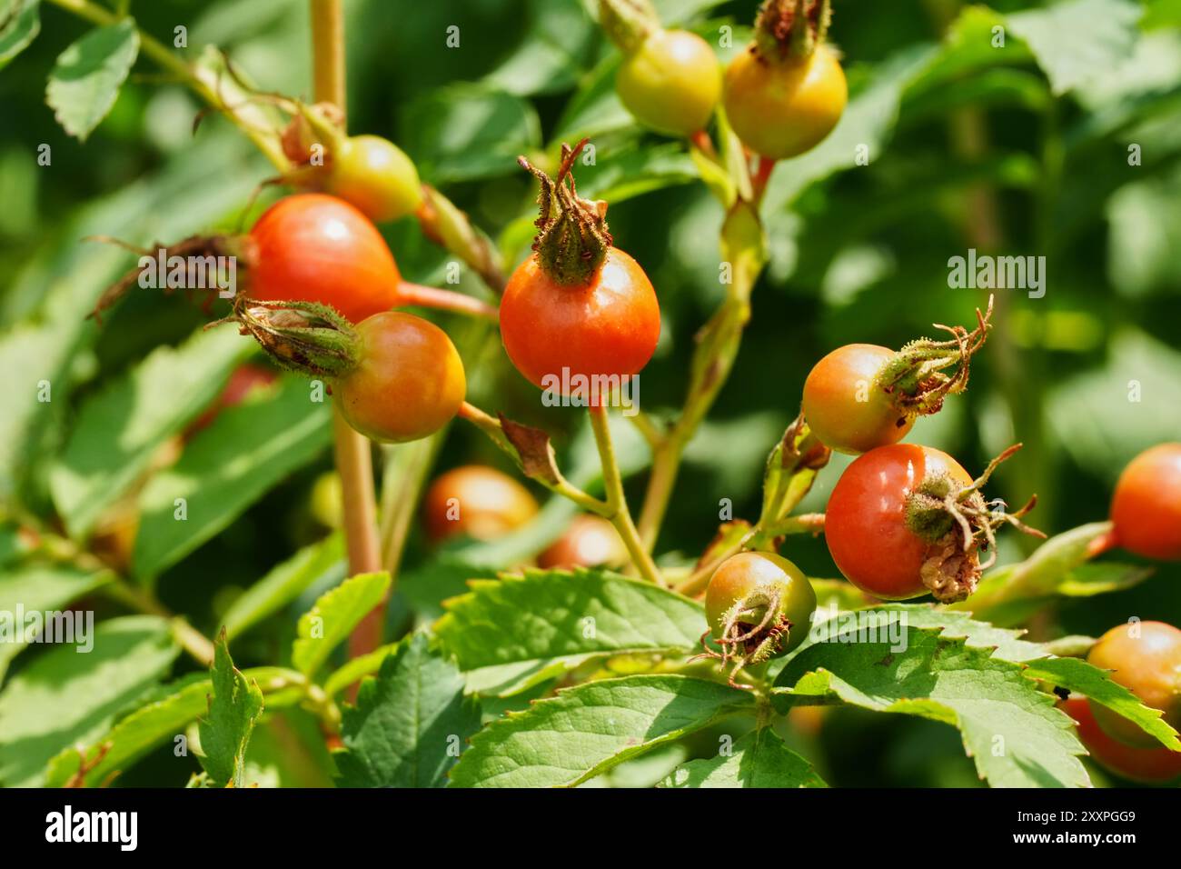 Ripening rose hip hi-res stock photography and images - Alamy