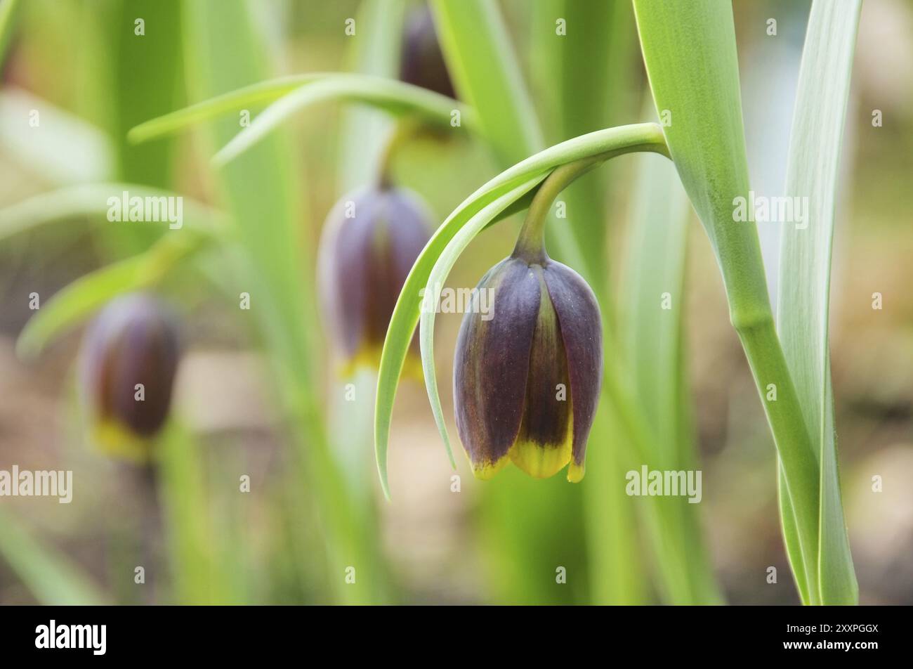 Chess flower chequered pattern hi-res stock photography and images - Alamy