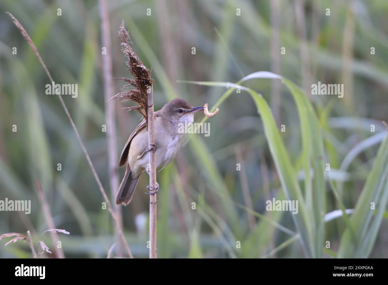 Great Reed Warbler in the reeds, Great Reed Warbler, Acrocephalus ...