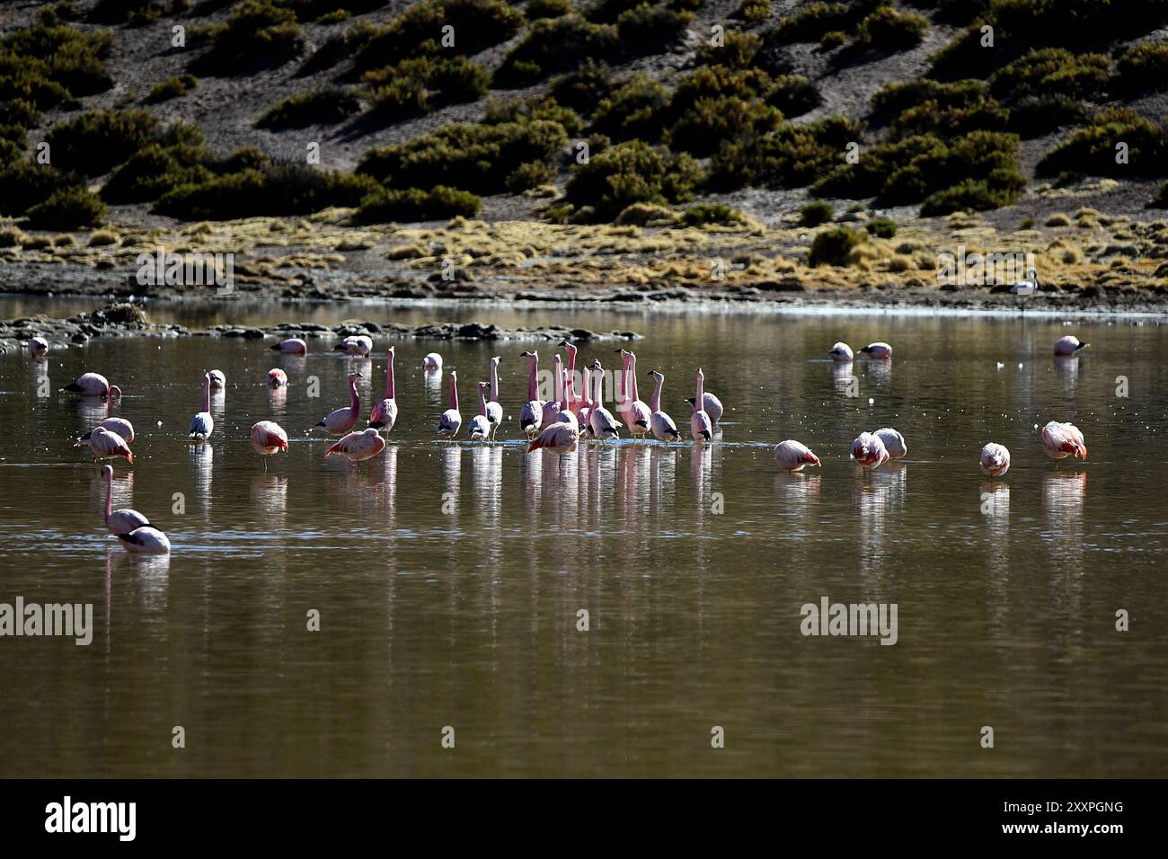 fauna at the Atacama desert Stock Photo - Alamy