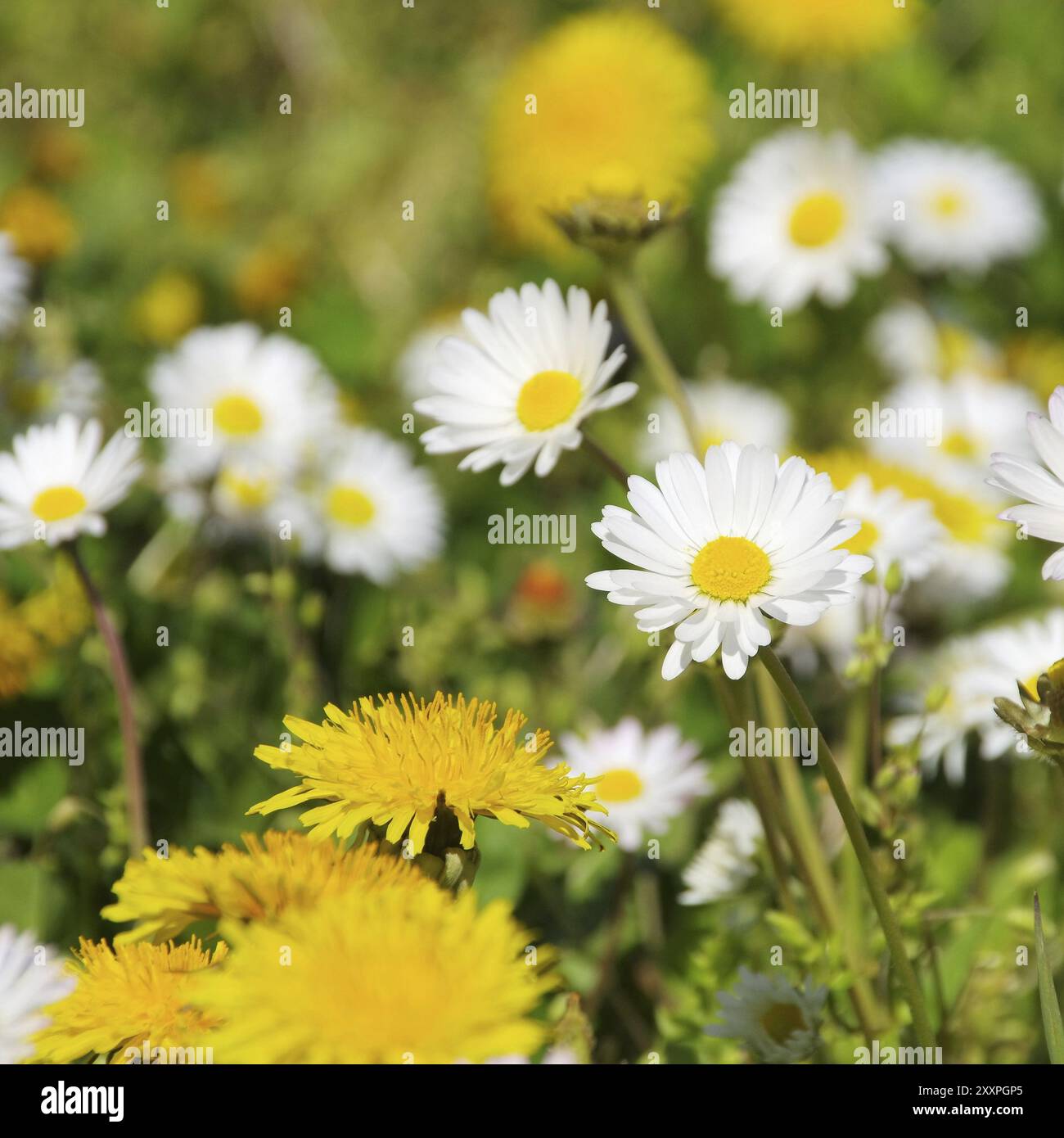 Daisy seed hi-res stock photography and images - Alamy