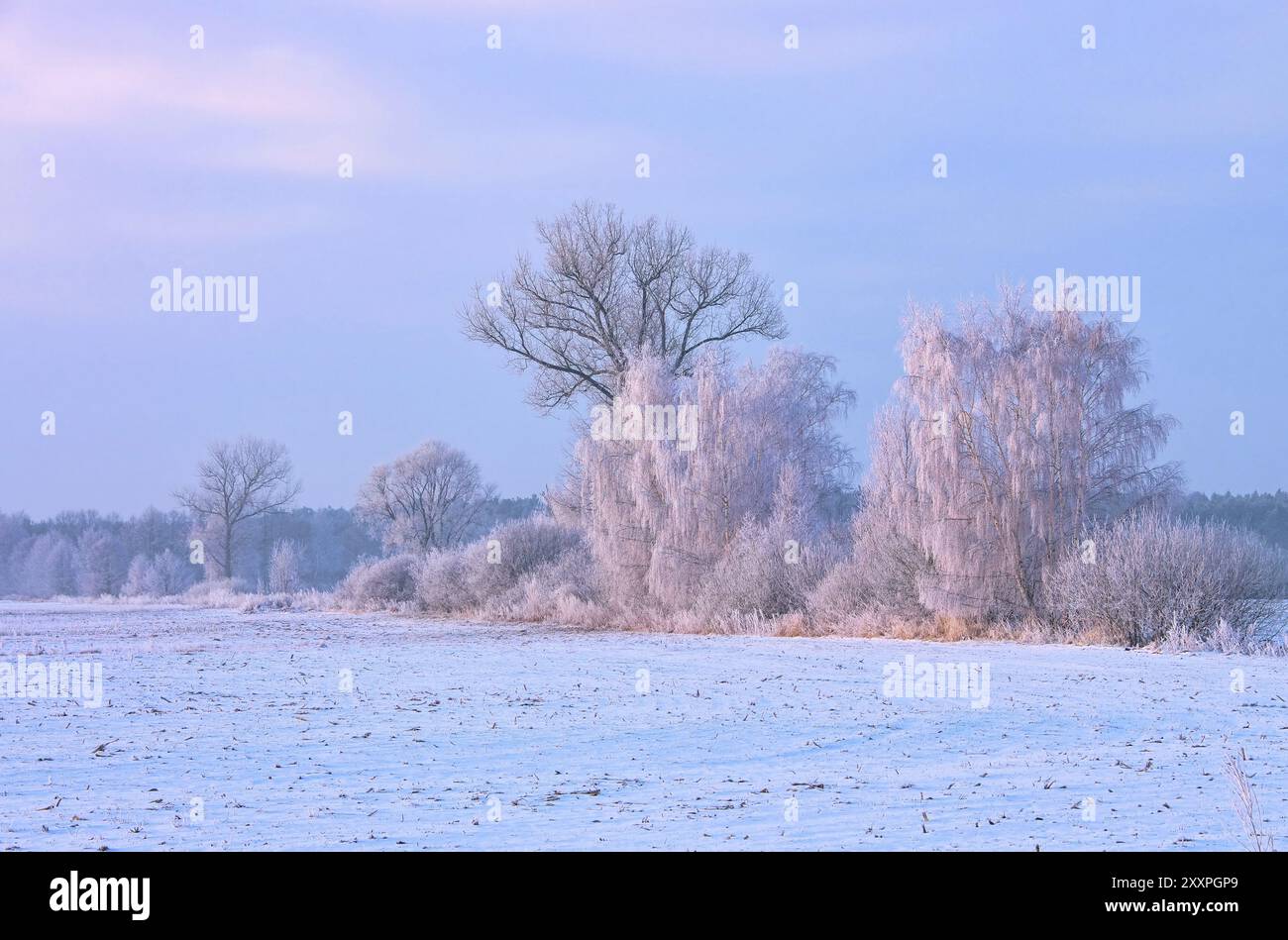 Hoarfrost tree 05 Stock Photo - Alamy