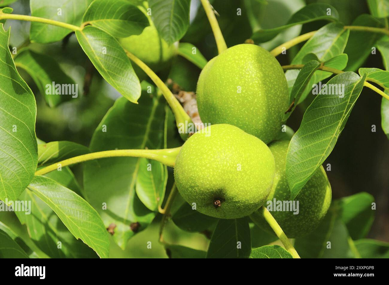 Walnut tree, walnut tree 03 Stock Photo - Alamy Walnut tree, walnut tree 03 Stock Photo - Alamy