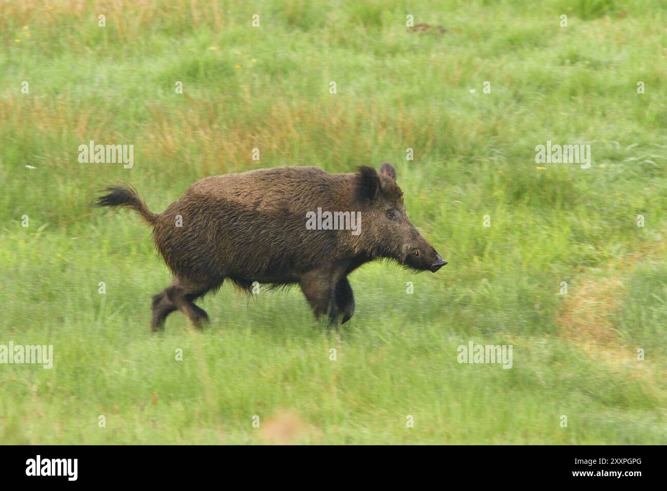Wild boar on the run, Wild boar running over a meadow in the morning ...