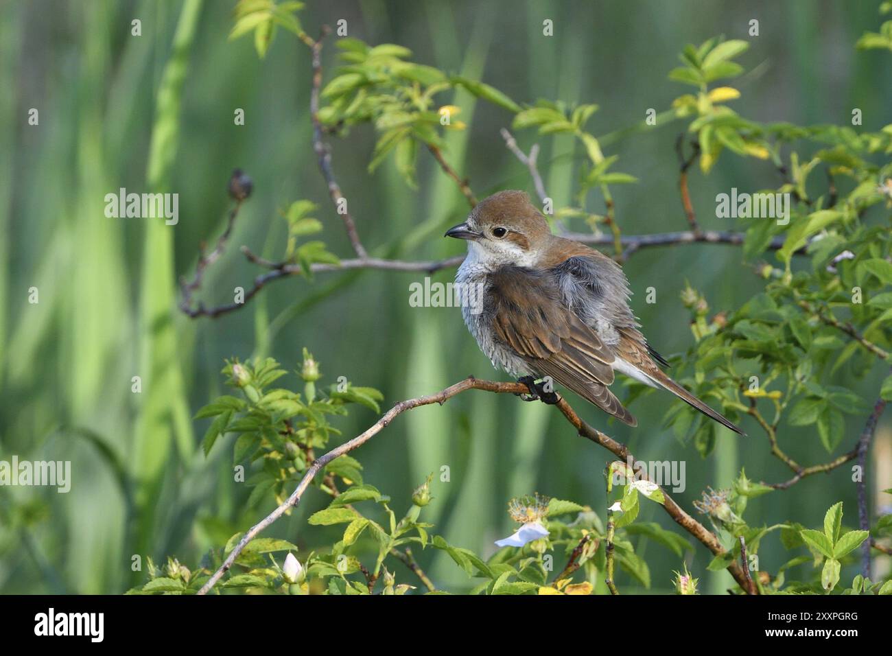 Female Red-backed Shrike. Female of the red-backed shrike Stock Photo ...
