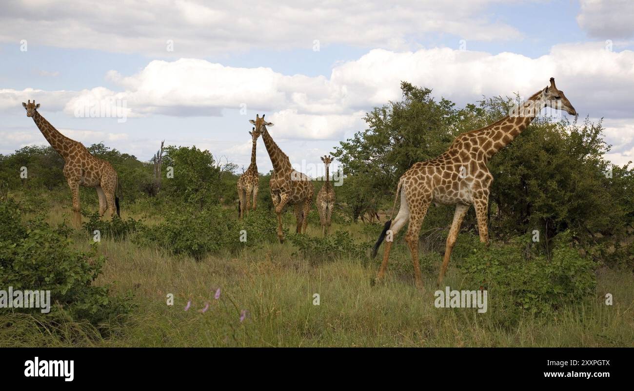 Group giraffes in bush in hi-res stock photography and images - Alamy