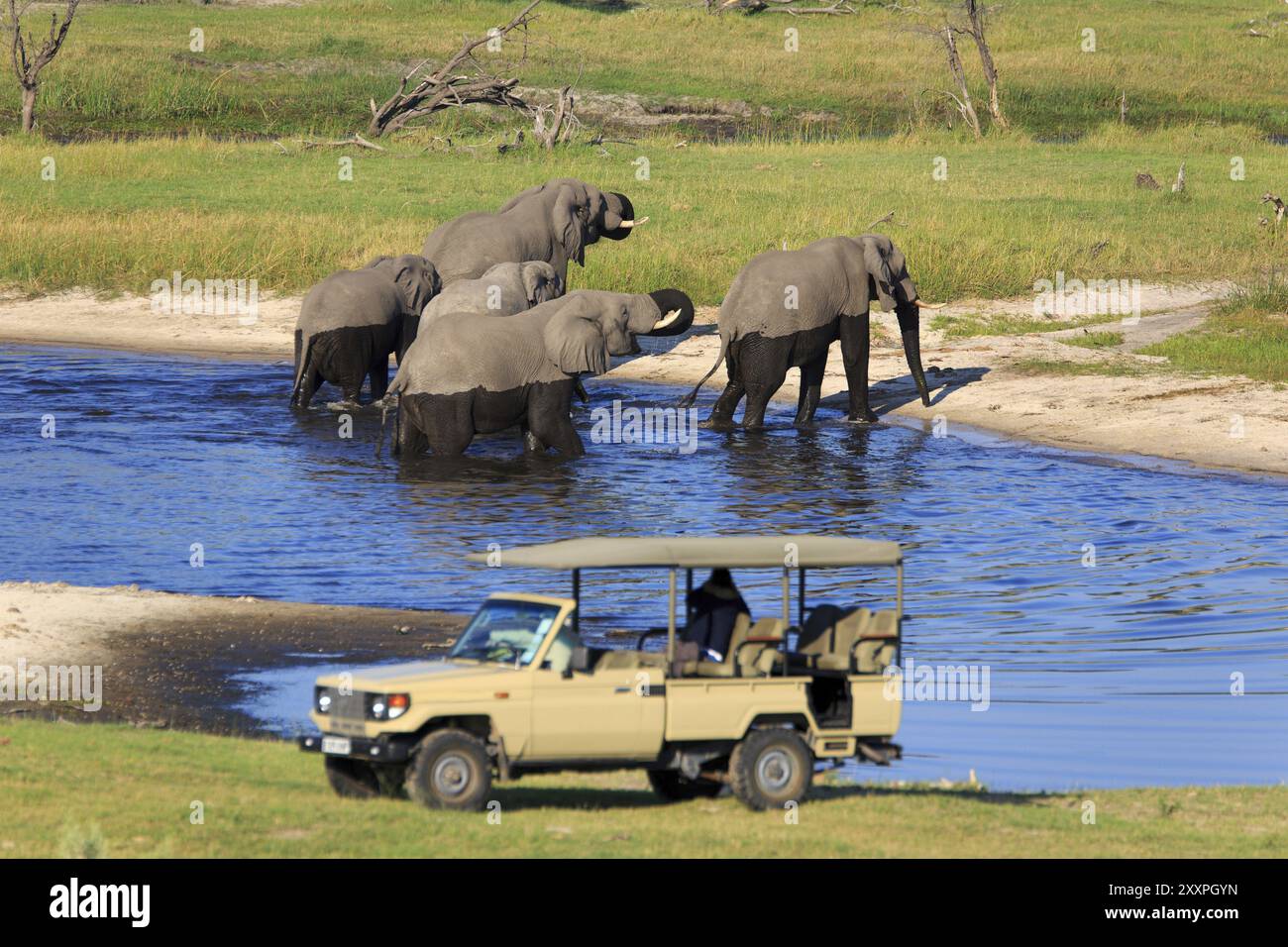 Safari p hi-res stock photography and images - Alamy