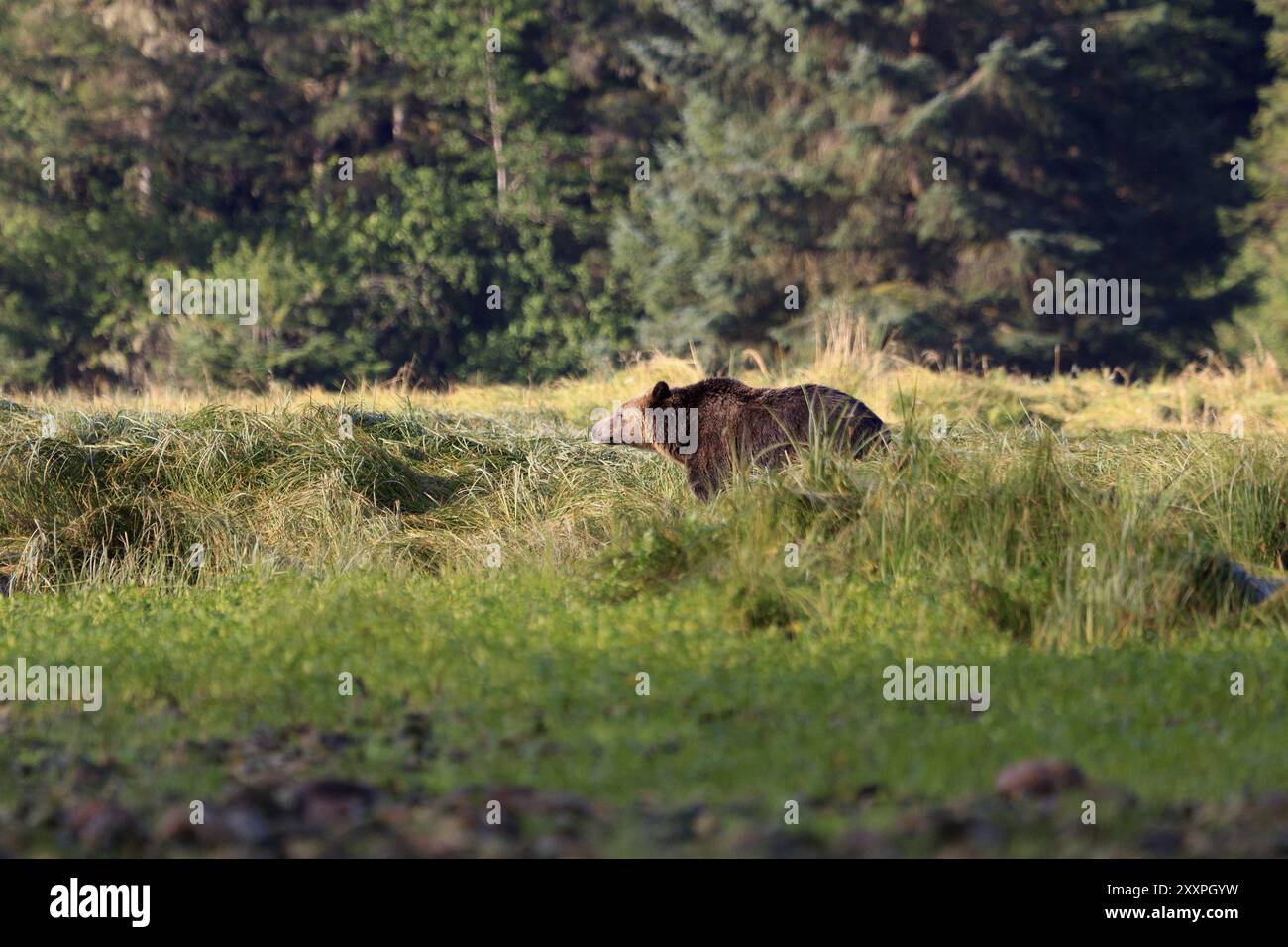 Grizzly bear in Knight Inlet in Canada Stock Photo - Alamy