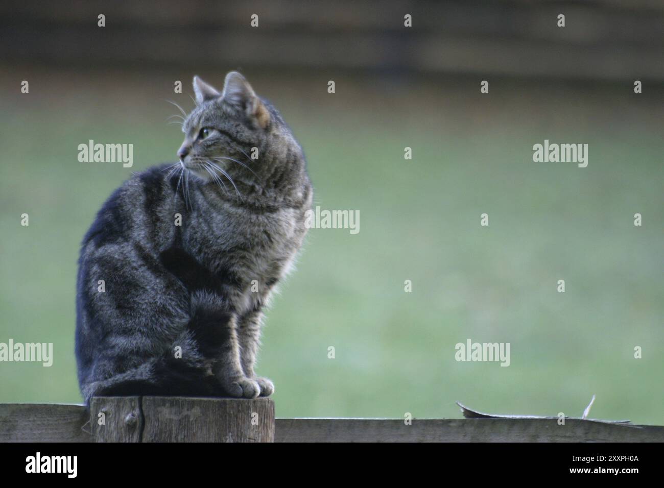 Fence sneaking hi-res stock photography and images - Alamy