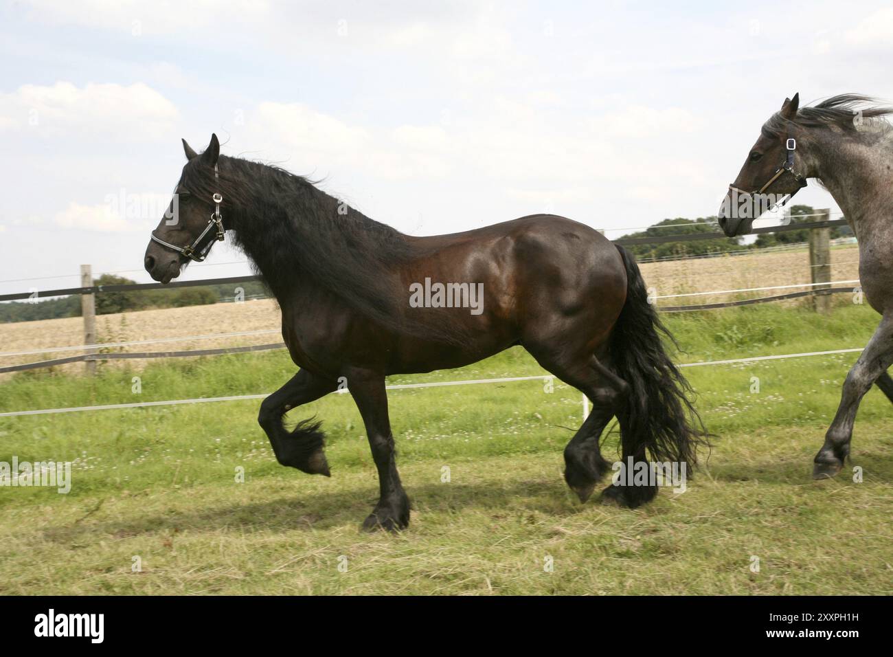 Arabian mix and Friesian Stock Photo - Alamy
