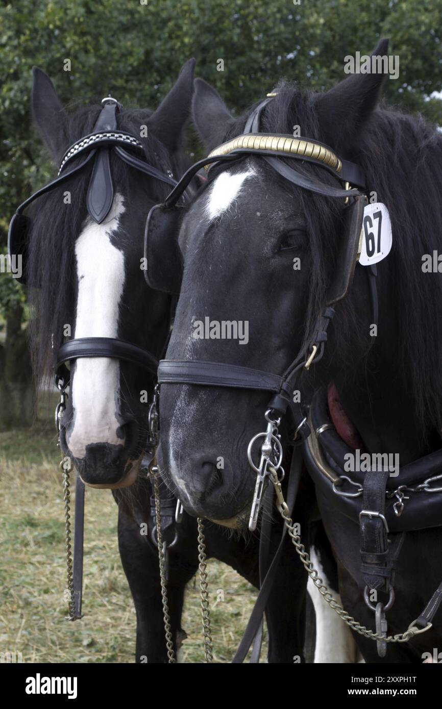 Shire horse breed draught horse hi-res stock photography and images - Alamy
