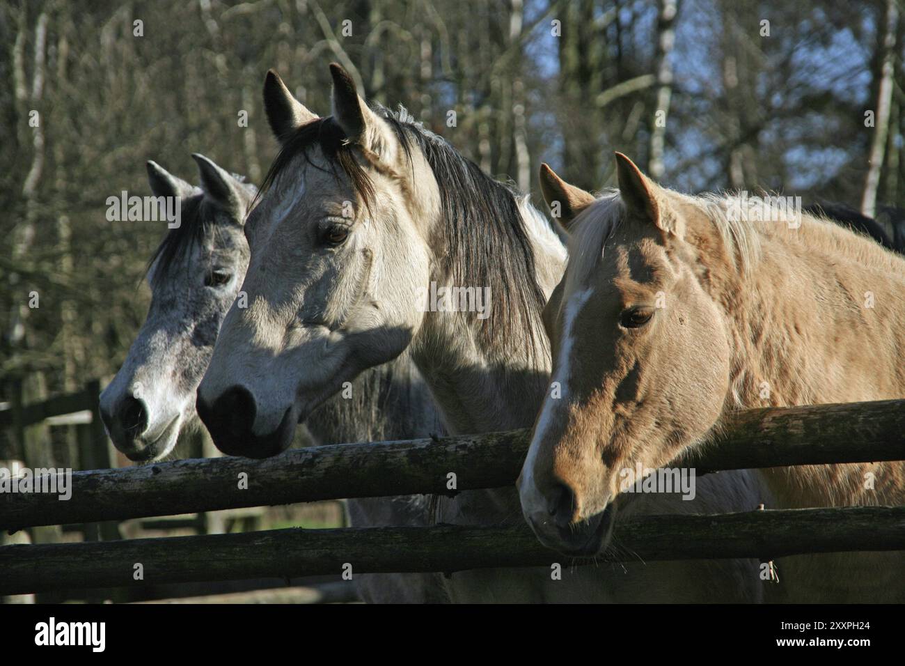 Three horse fence hi-res stock photography and images - Alamy