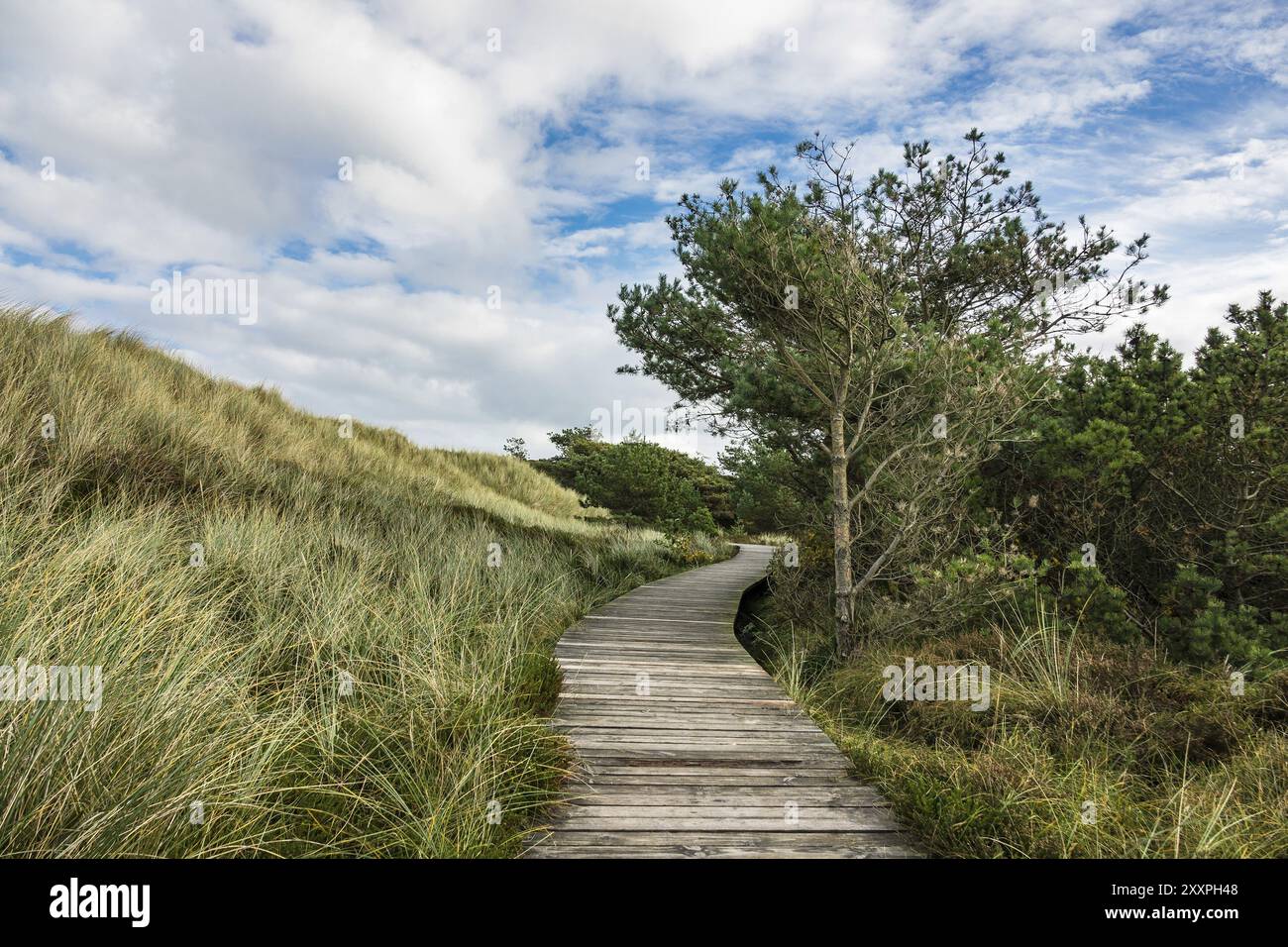 Landscape in the dunes on the island of Amrum Stock Photo - Alamy