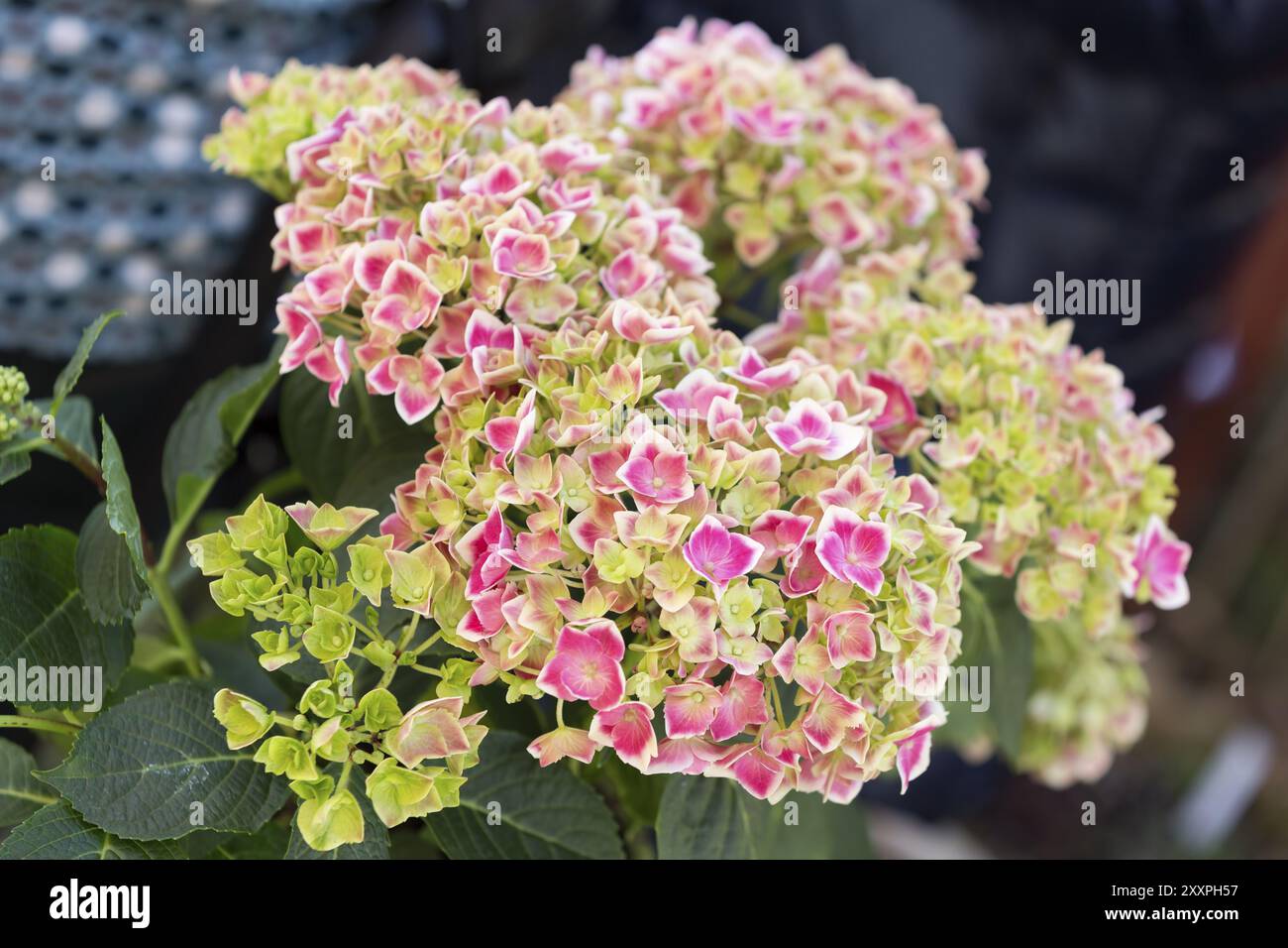 Hydrangea blossom (Hydrangea Stock Photo - Alamy