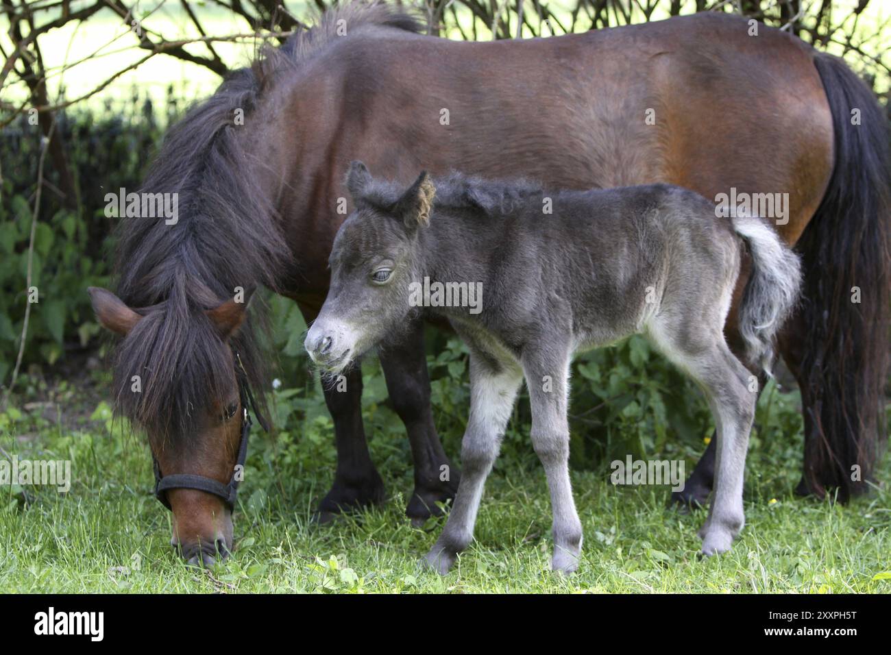Cub pony hi-res stock photography and images - Alamy